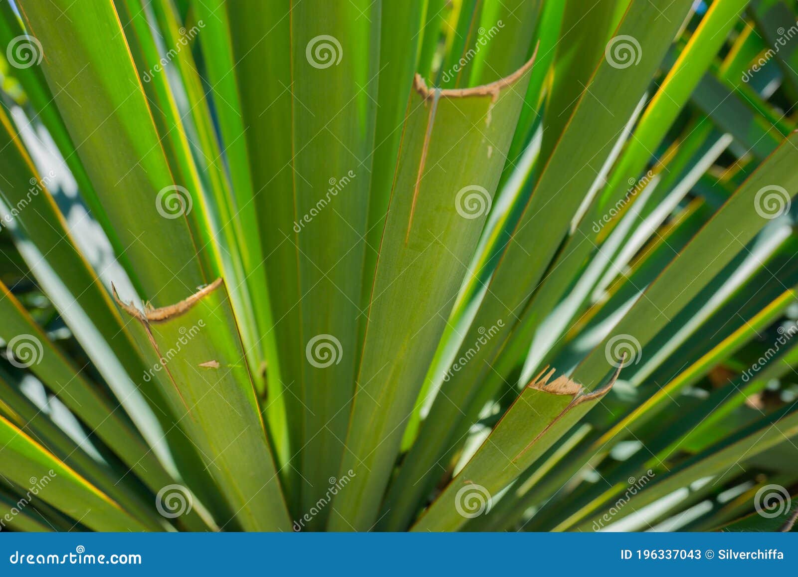 Yucca Green Leaves with Sharp and Prickly Tips Under a Bright Summer ...
