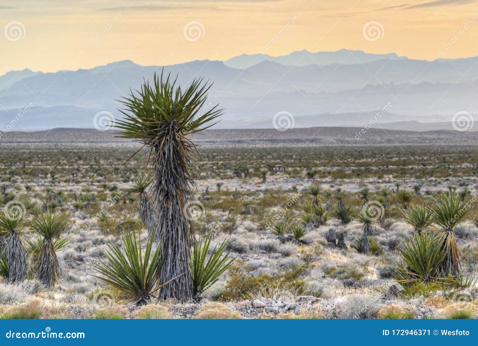 Mojave Yucca Landscape stock image. Image of plant, arid - 172946371