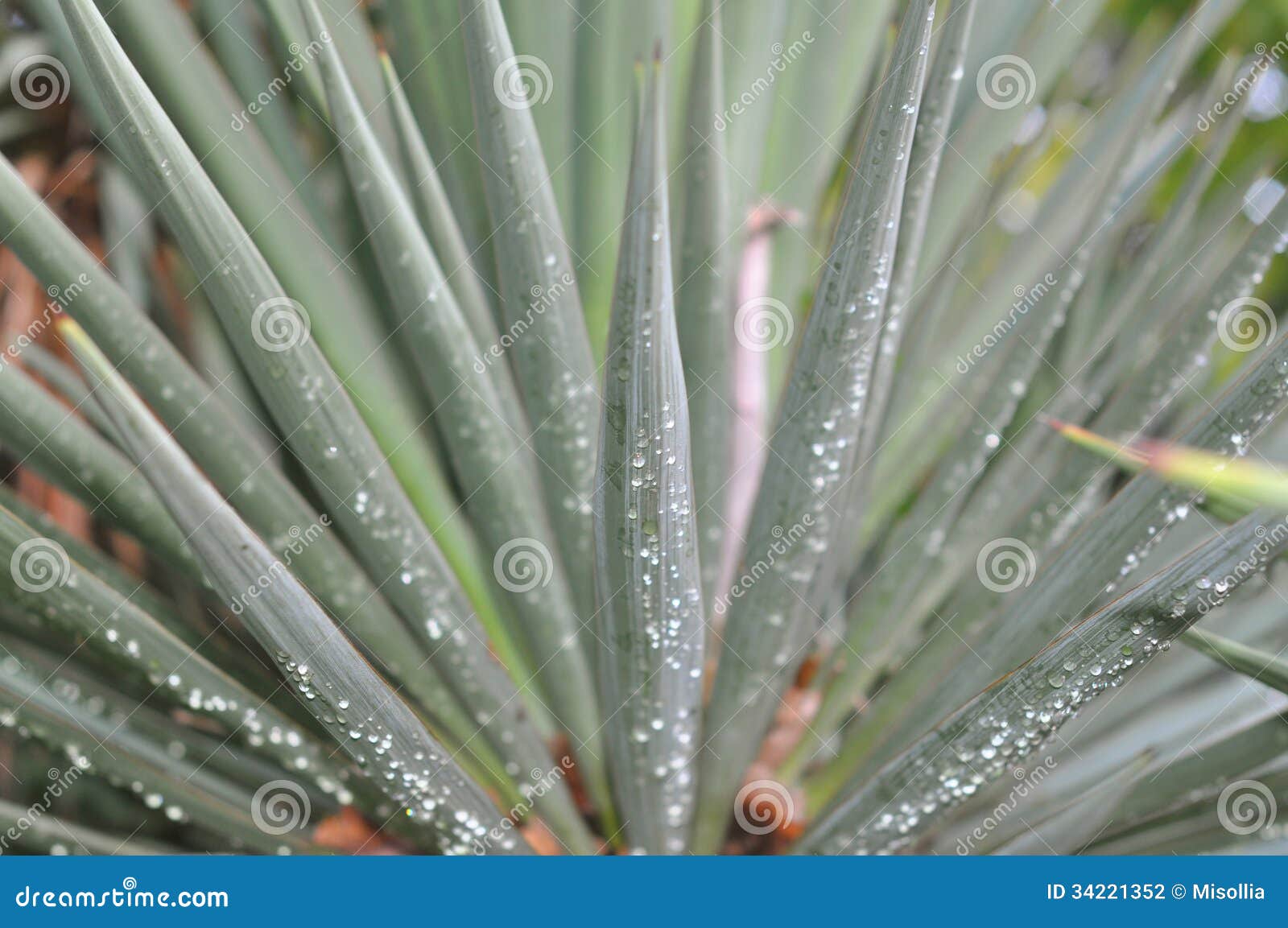 Yucca leaves stock photo. Image of green, plant, thick - 34221352