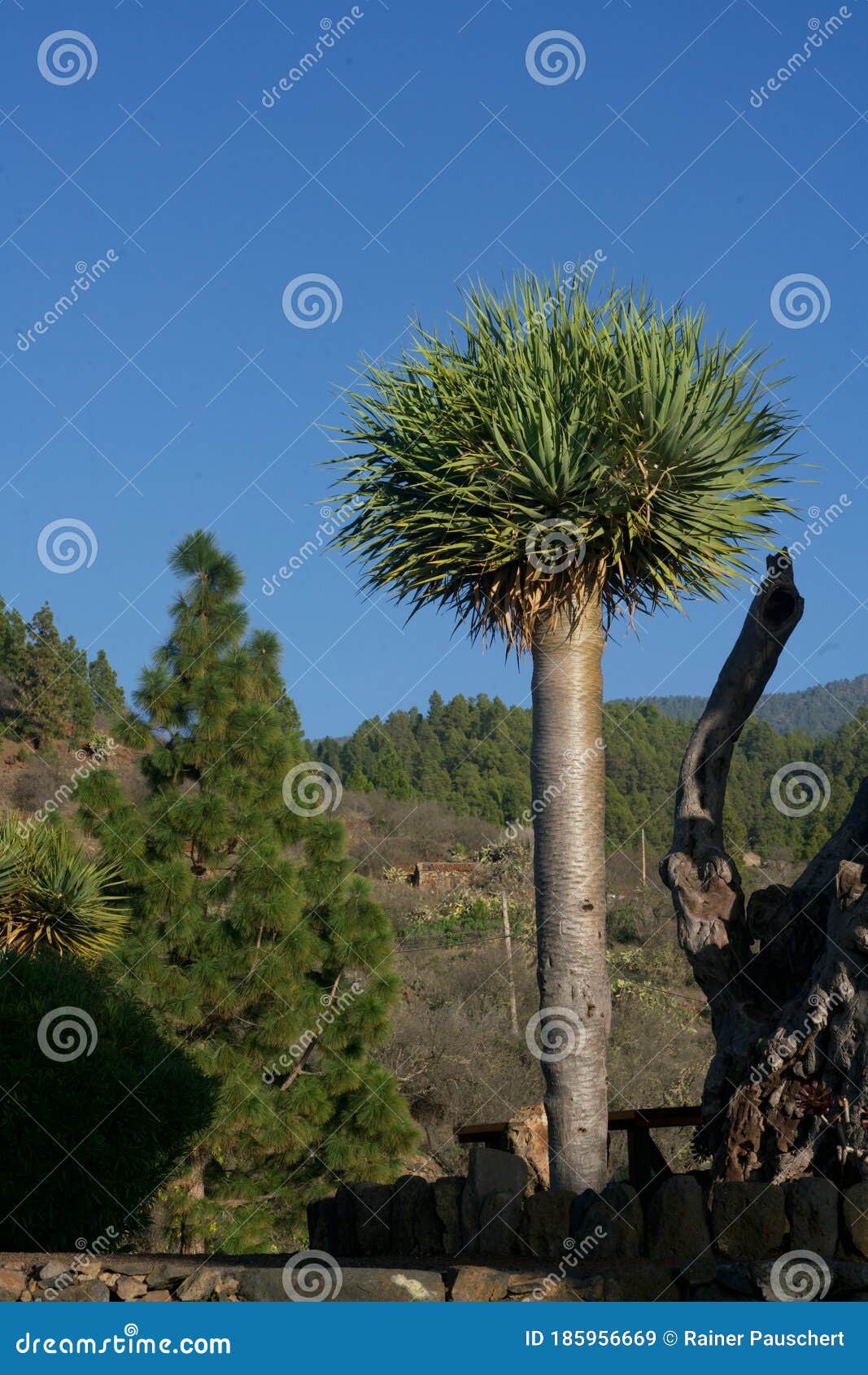Yucca like a tree stock image. Image of beautiful, plants - 185956669