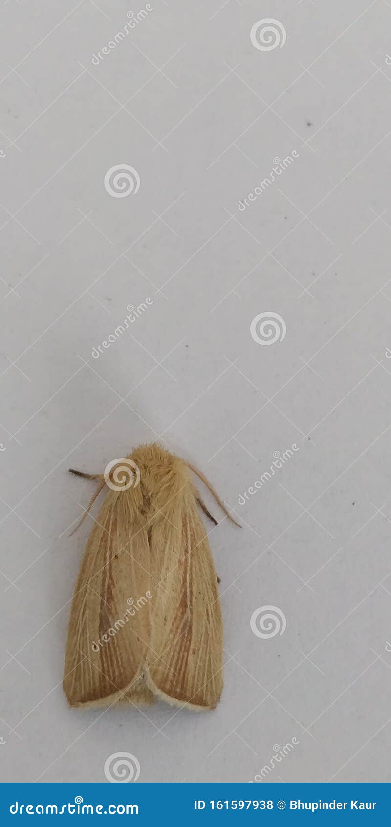 Yucca Moth Prodoxidae They Are Famous For An Oldand Intimate ...