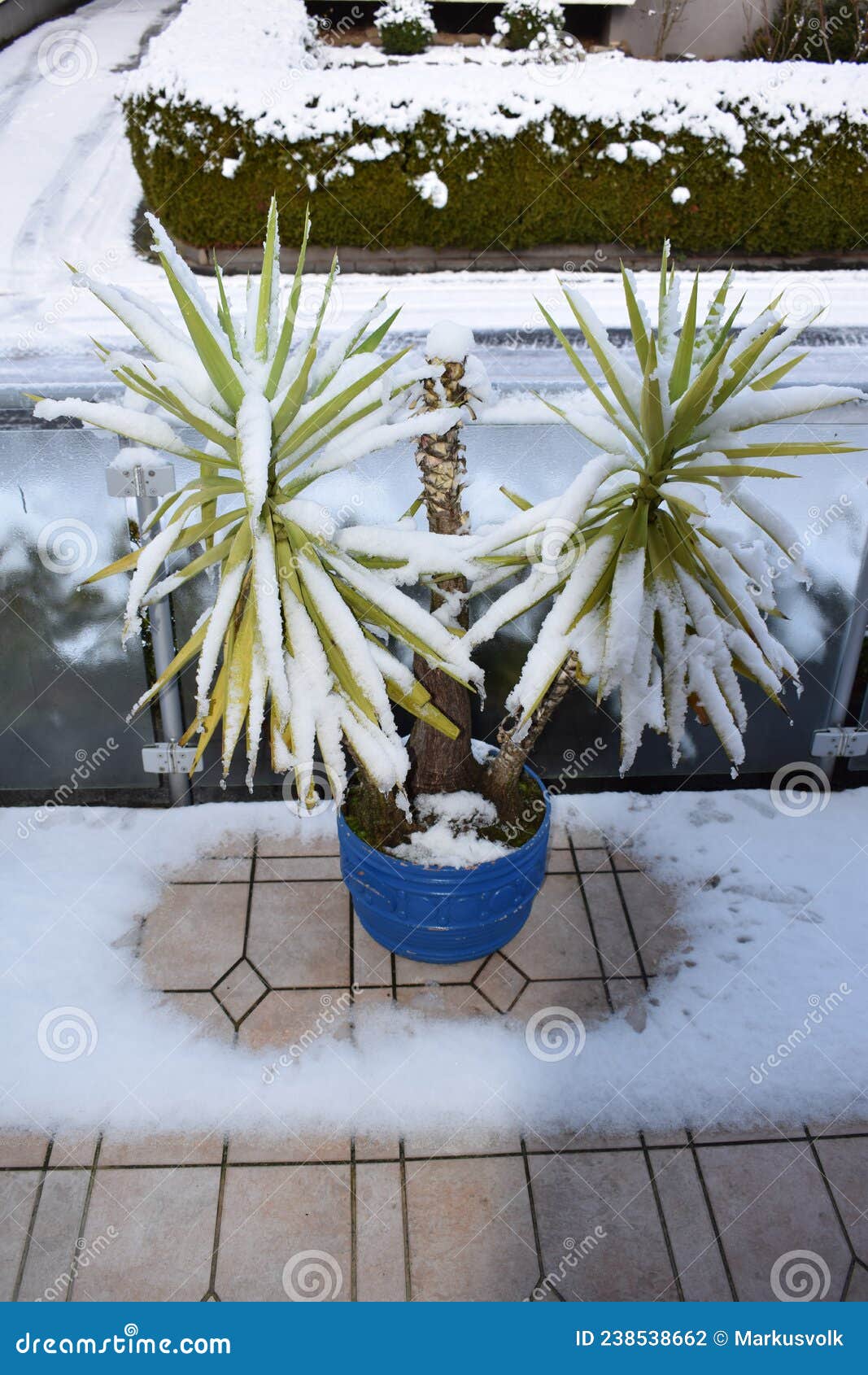 Yuka Or Yucca Palm Tree Stock Image | CartoonDealer.com #13547377