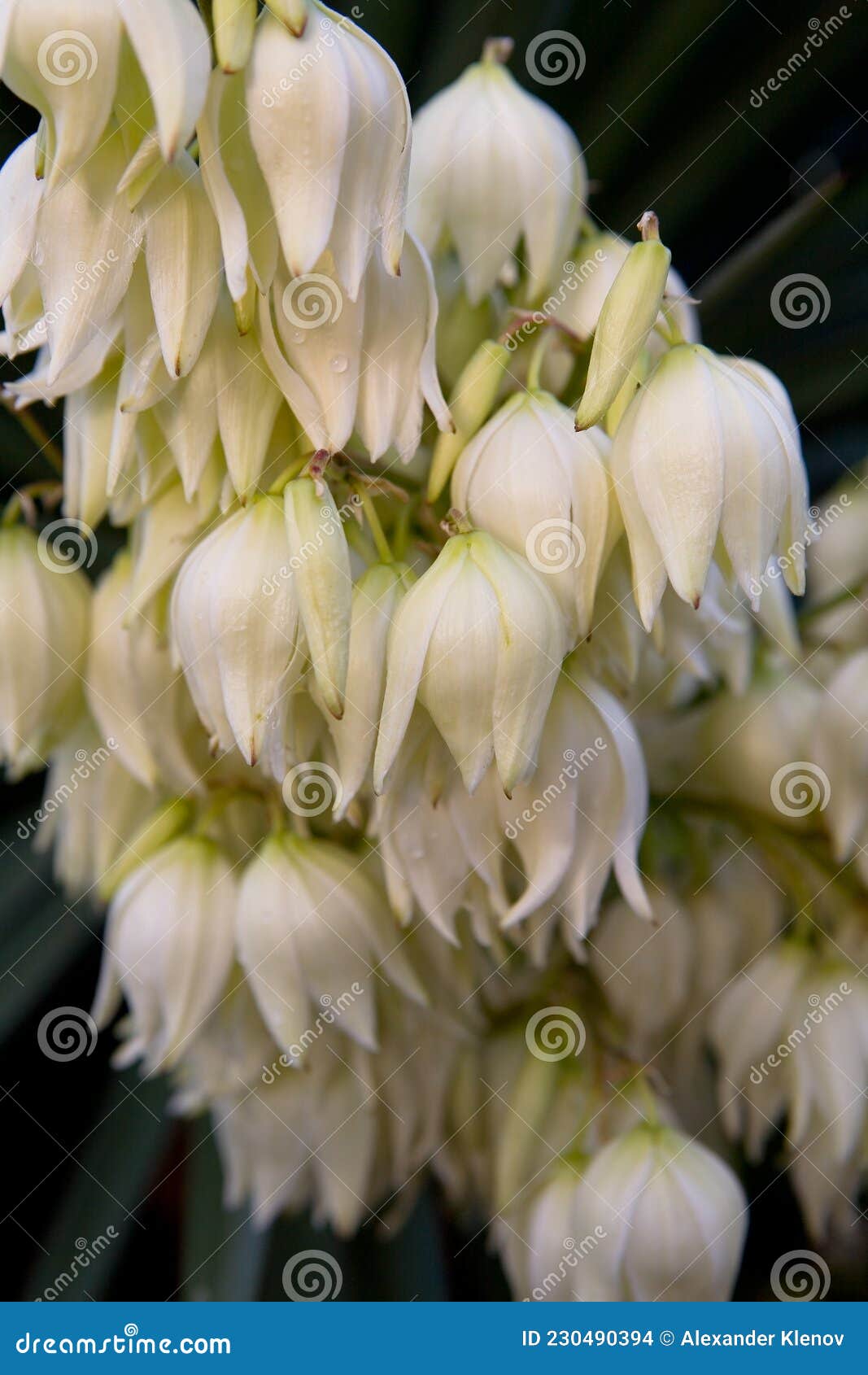 The Yucca Palm Tree with White Bell Flowers Grows Naturally Stock Photo ...