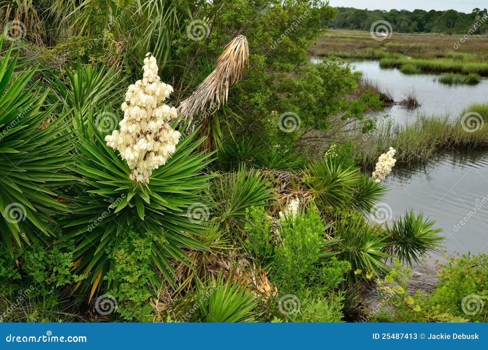 Yucca palm trees in bloom stock image. Image of blooms - 25487413