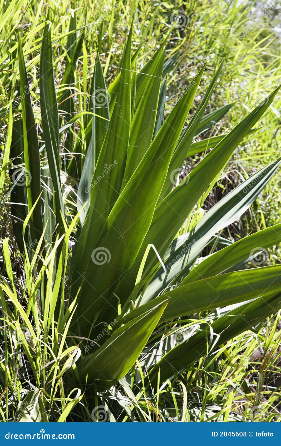 Yucca plant. stock photo. Image of plant, nature, spikes - 2045608