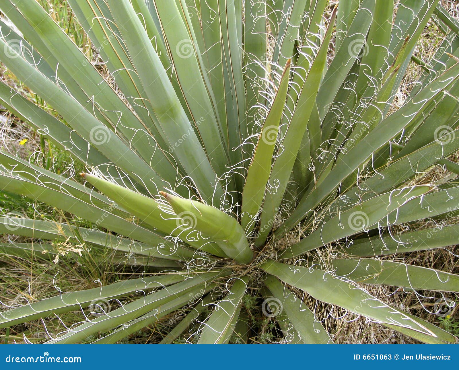 Yucca Plant stock image. Image of yucca, plant, nature - 6651063