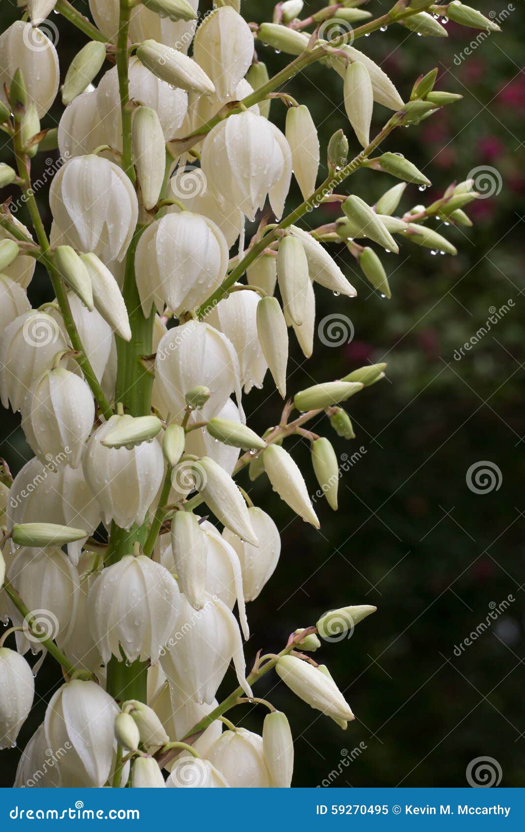 Yucca Plant in Bloom stock image. Image of landscape - 59270495