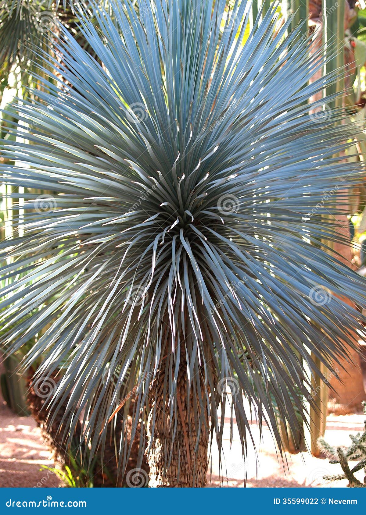Yucca stock photo. Image of growth, floral, heat, nature - 35599022