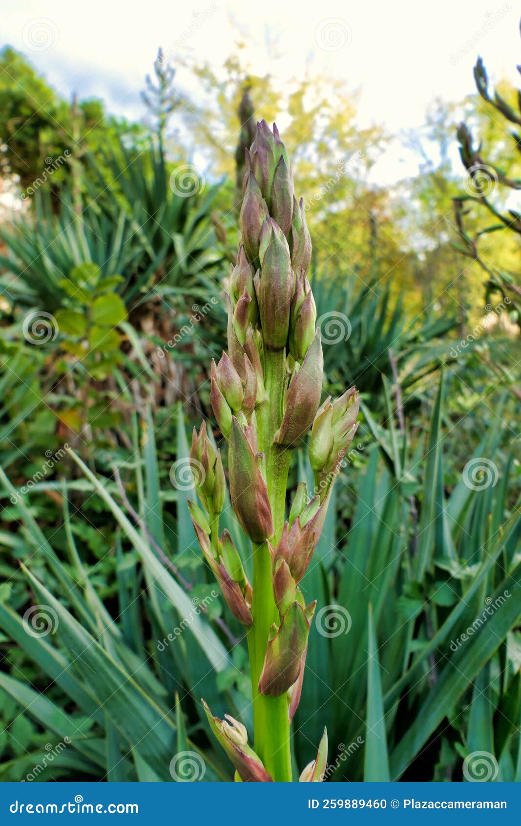 Yucca Plant stock photo. Image of closeup, bayonetacent - 259889460