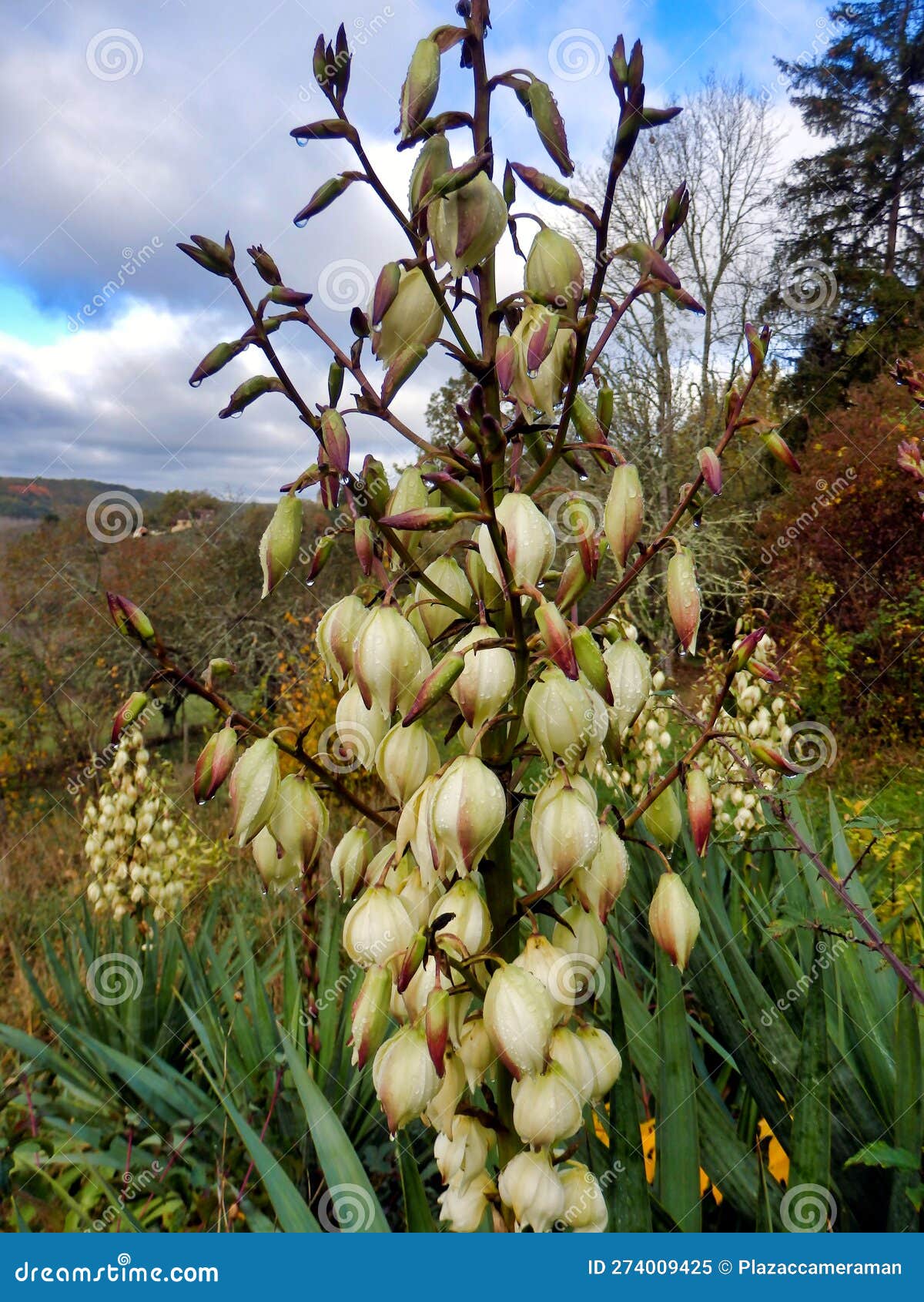 Yucca Plant stock image. Image of growing, daggeracent - 274009425