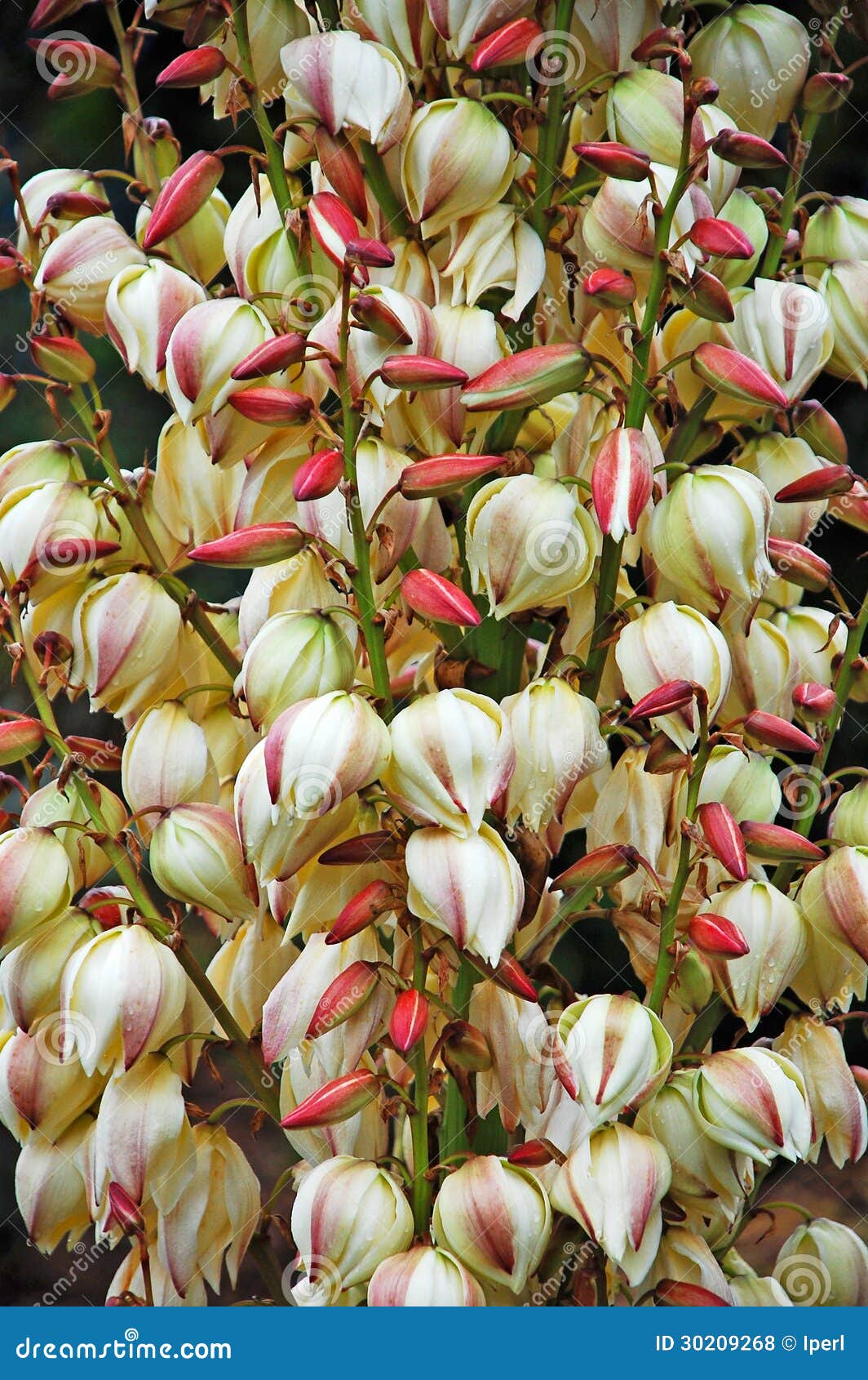 Yucca plant flowers stock photo. Image of spring, yucca - 30209268