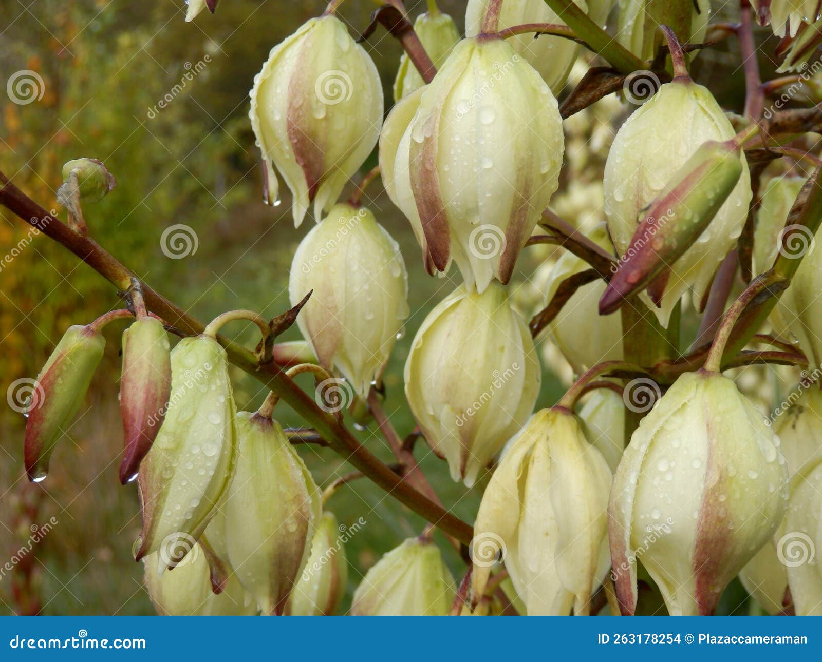 Yucca Plant Flowers stock photo. Image of background - 263178254