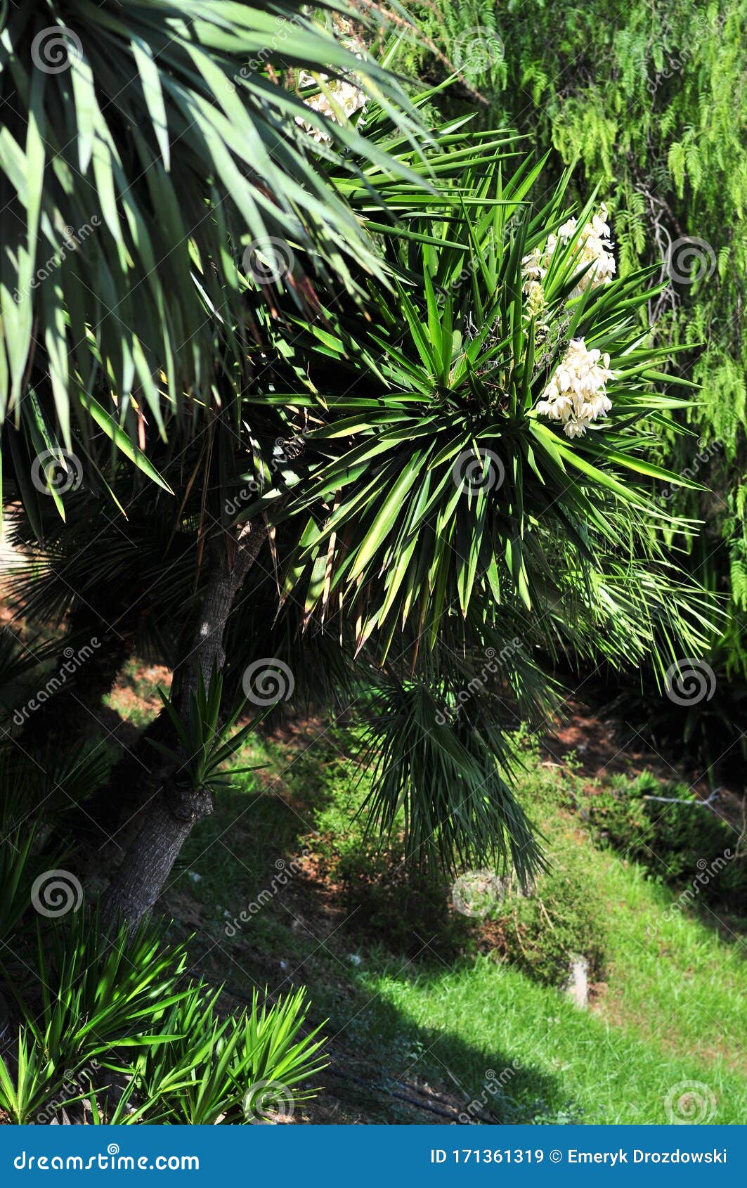 Yucca plant in full bloom stock image. Image of blooming - 171361319