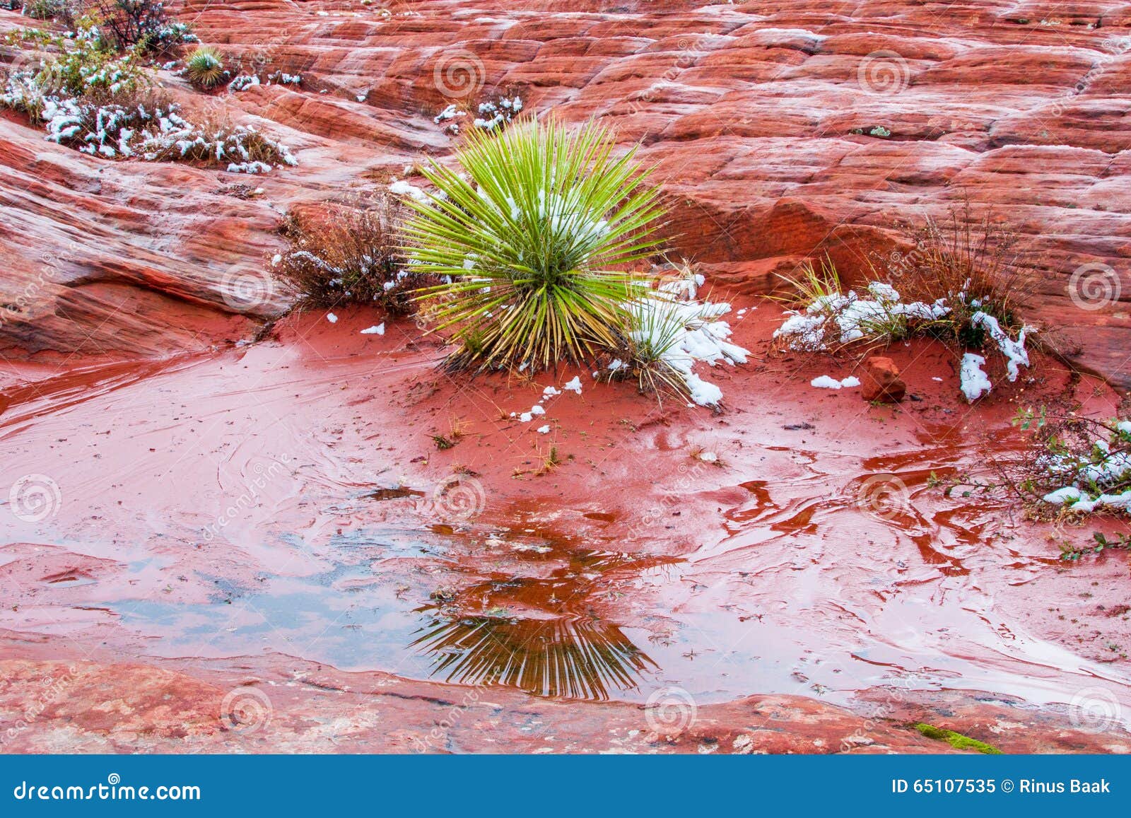 Yucca Plant stock image. Image of stone, desert, snow - 65107535