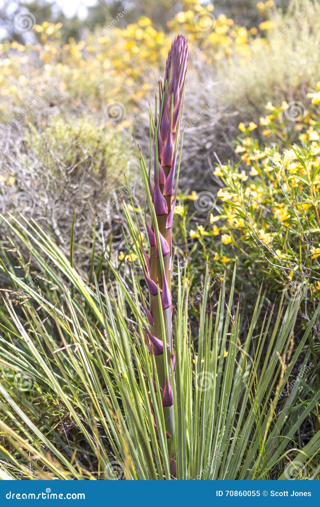 Yucca Plant stock image. Image of vegetation, nature - 70860055