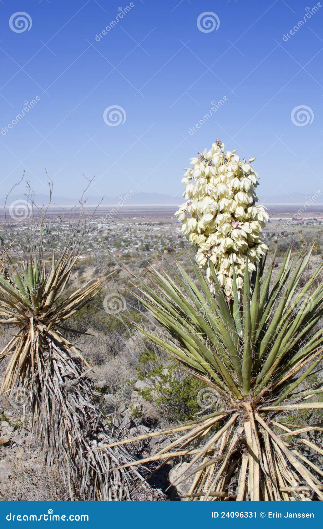 Yucca Flower In Desert
