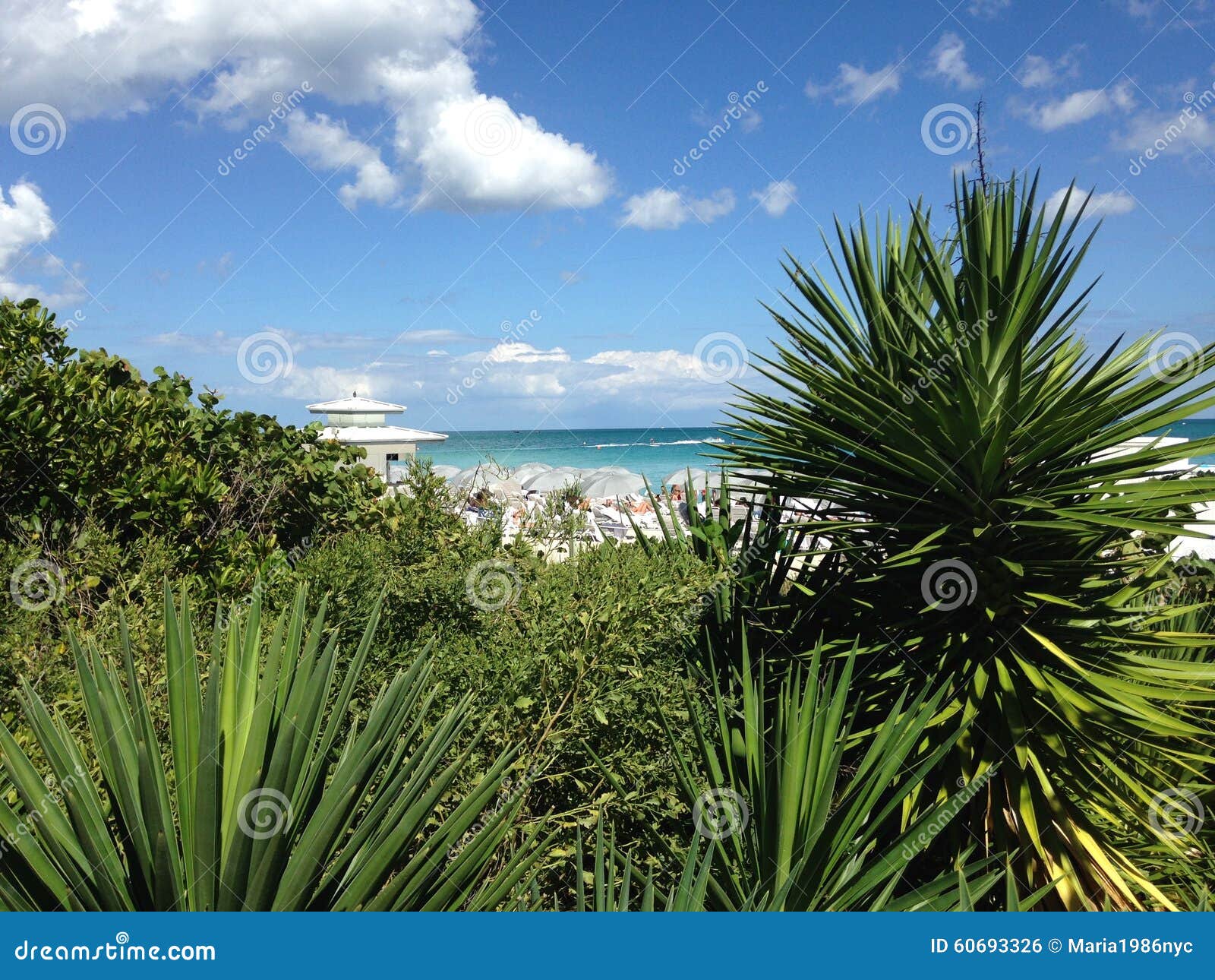 Yucca Plants at South Beach, Miami. Stock Photo - Image of agavoideae ...