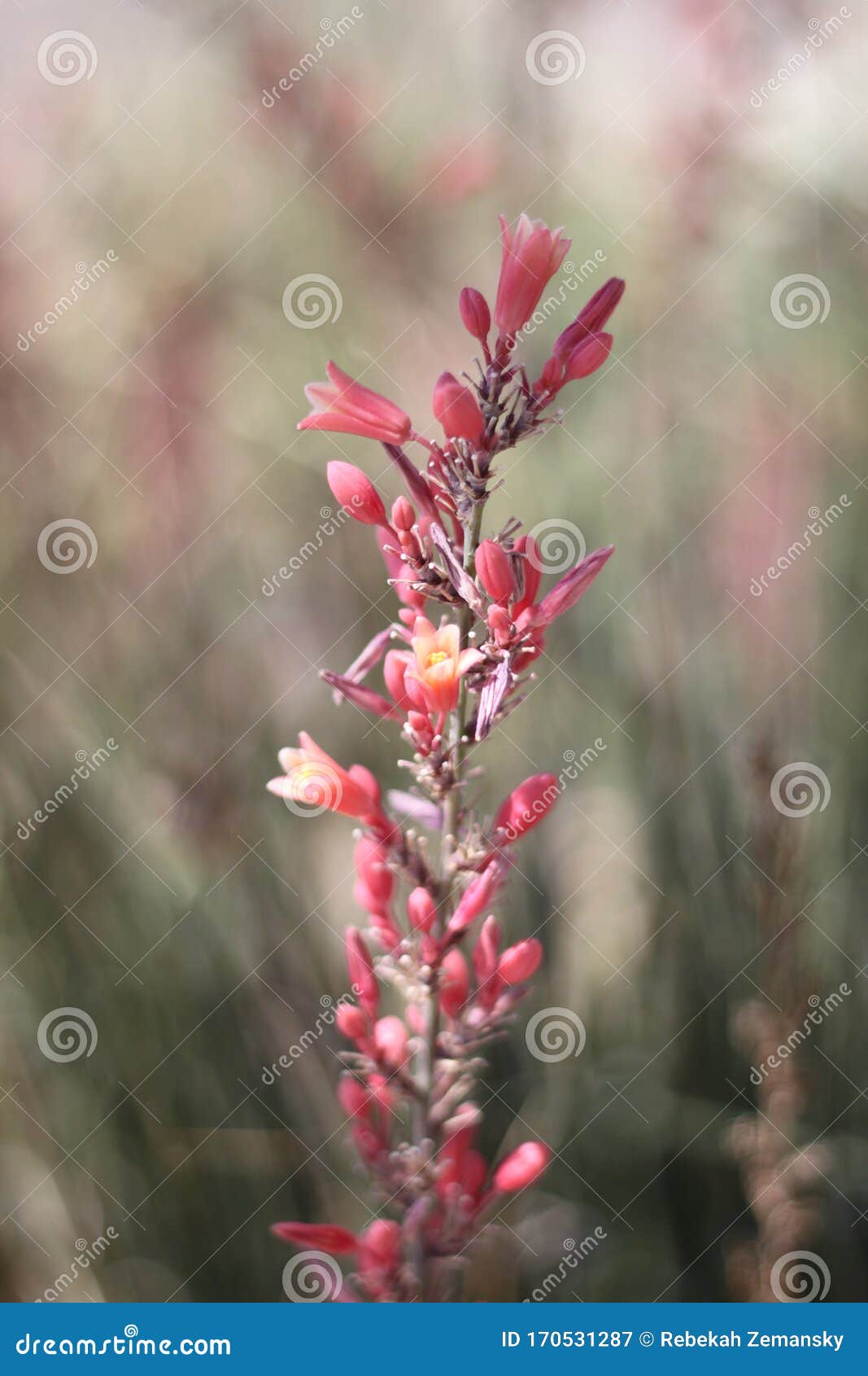 Yucca red 8002 stock image. Image of botany, design - 170531287