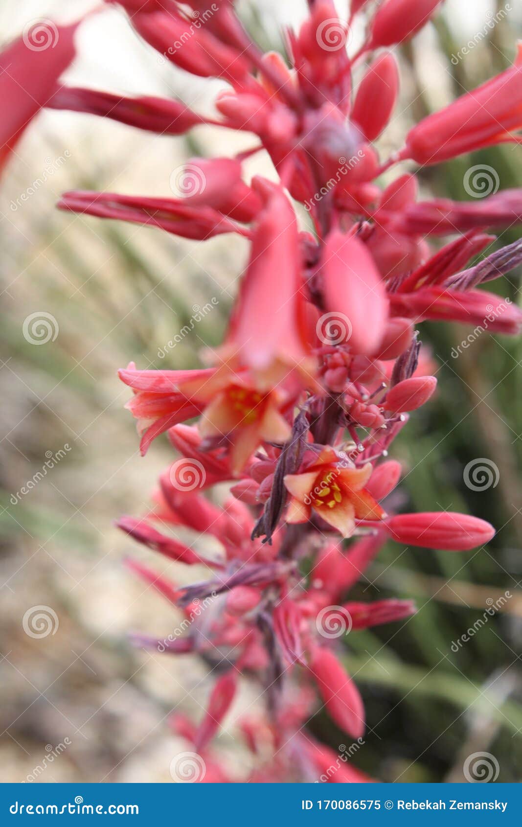 Yucca red 5557 stock image. Image of blossoms, cluster - 170086575