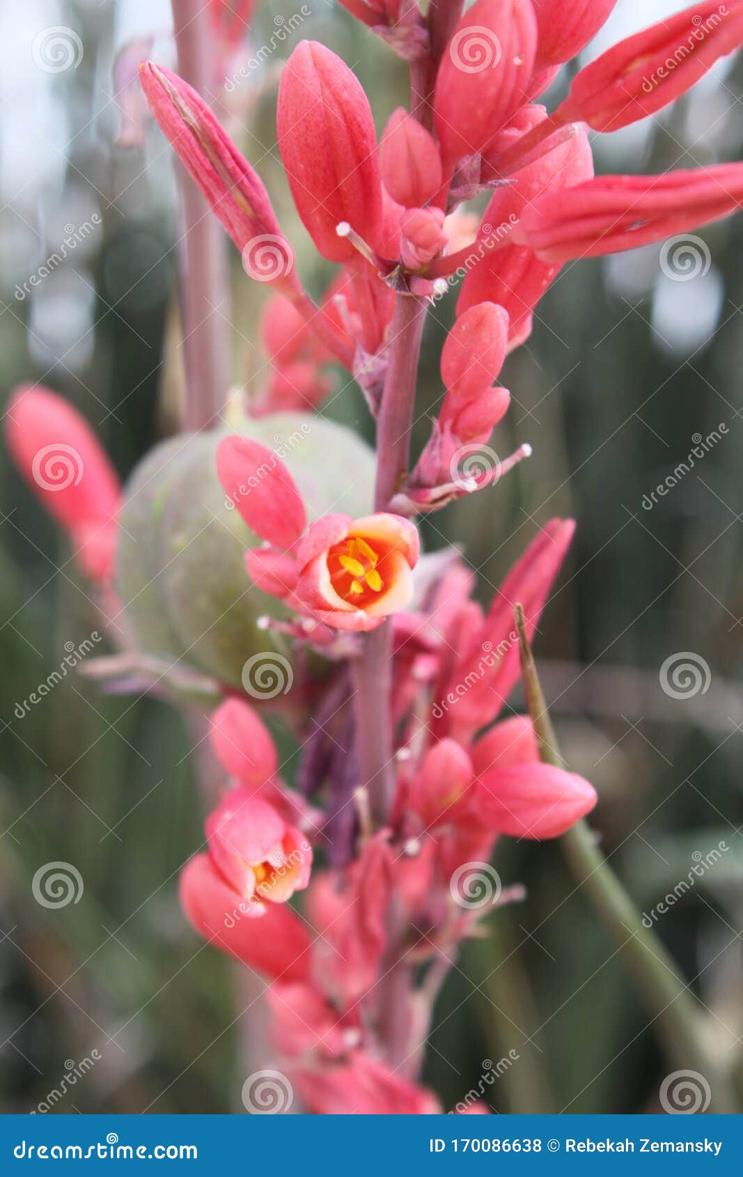Yucca red 5542 stock photo. Image of desert, cluster - 170086638