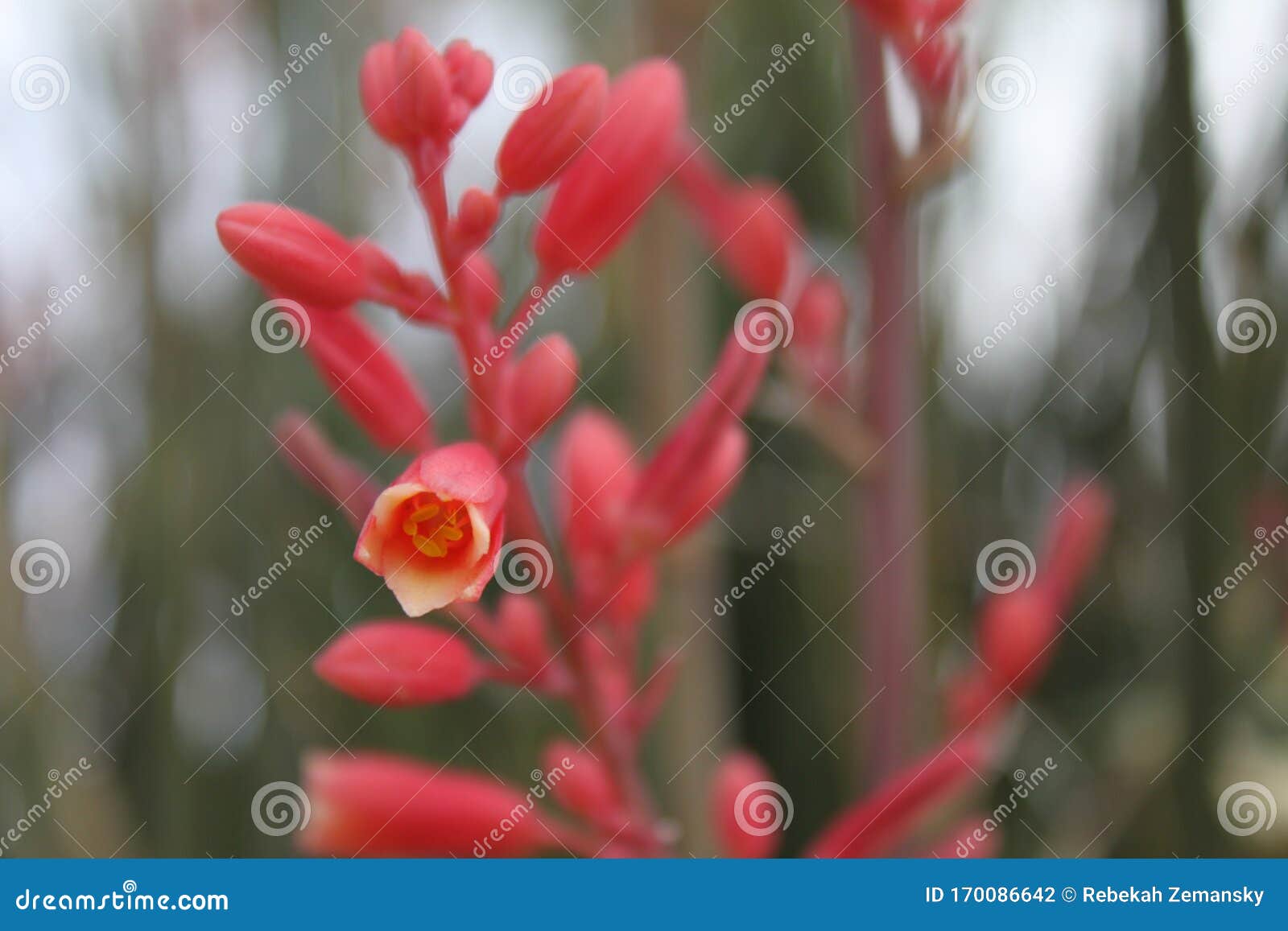 Yucca red 5519 stock photo. Image of close, desert, bunch - 170086642
