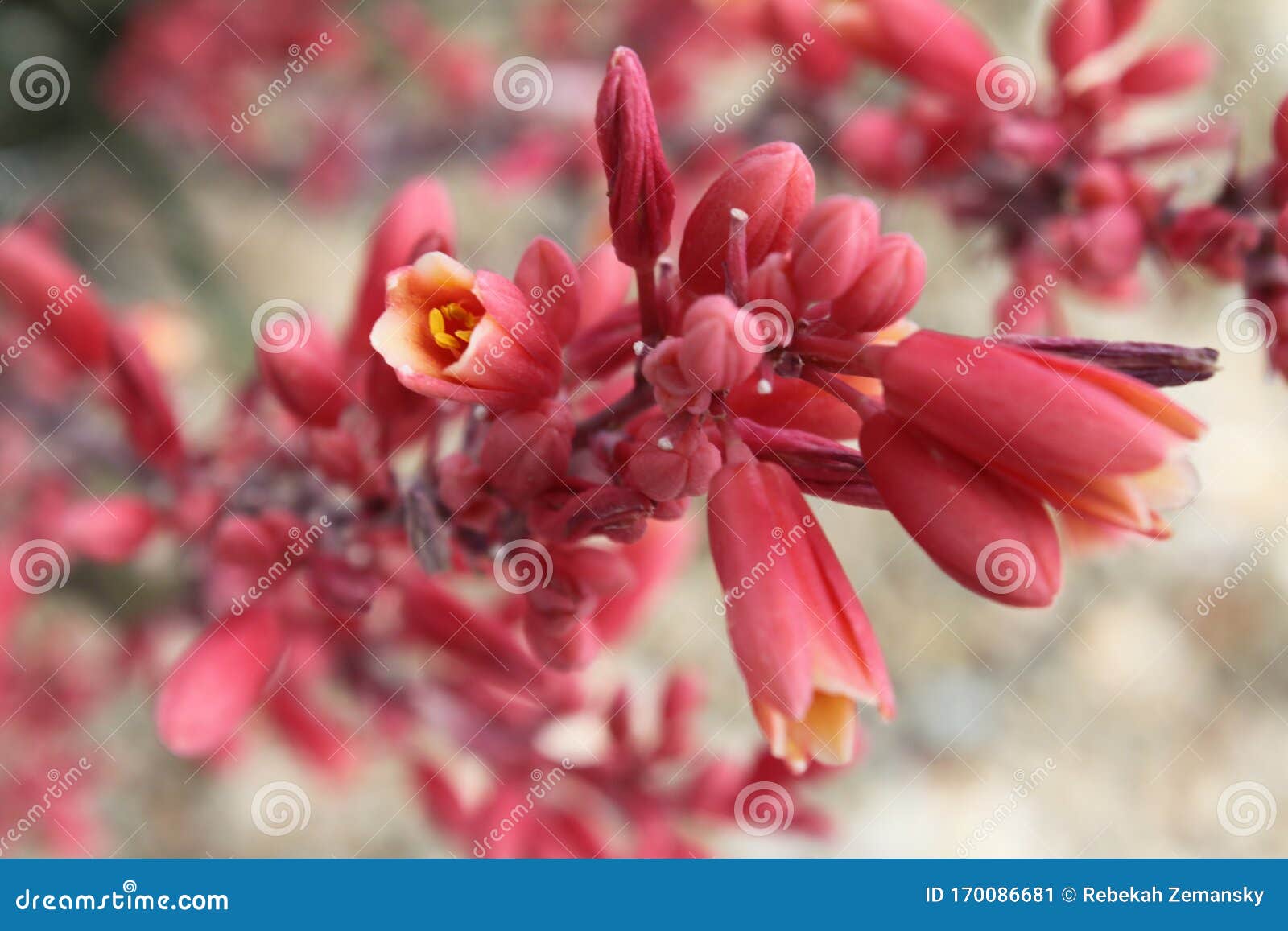 Yucca red 5546 stock image. Image of detail, close, bokeh - 170086681