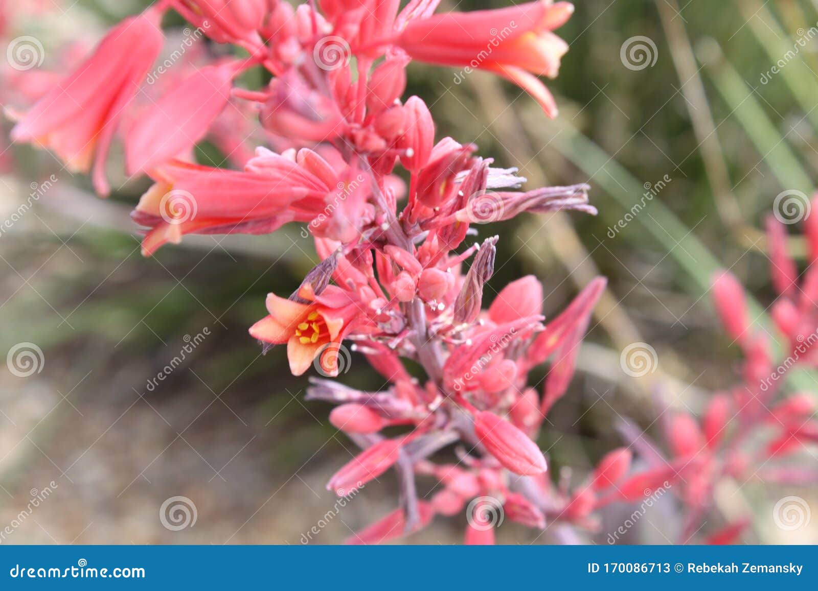 Yucca red 5562 stock image. Image of botany, cluster - 170086713