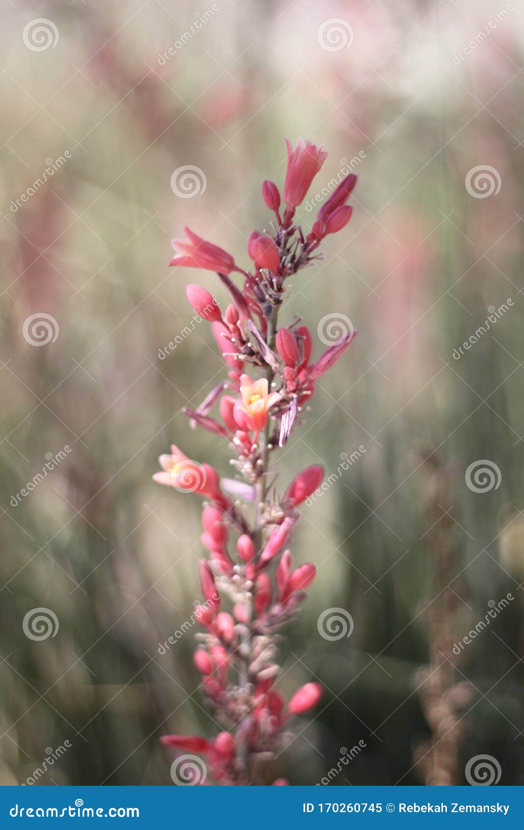Yucca red 8009 stock image. Image of colorful, effect - 170260745