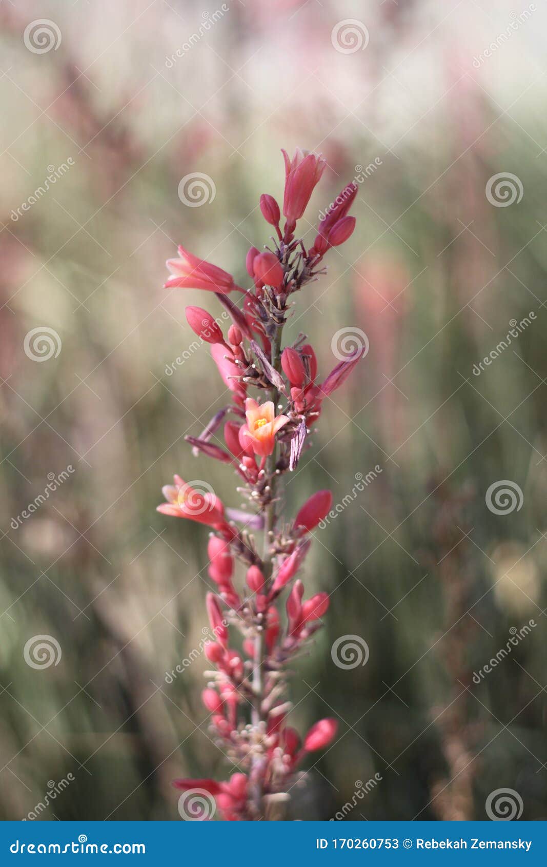 Yucca red 8004 stock image. Image of desert, decorative - 170260753