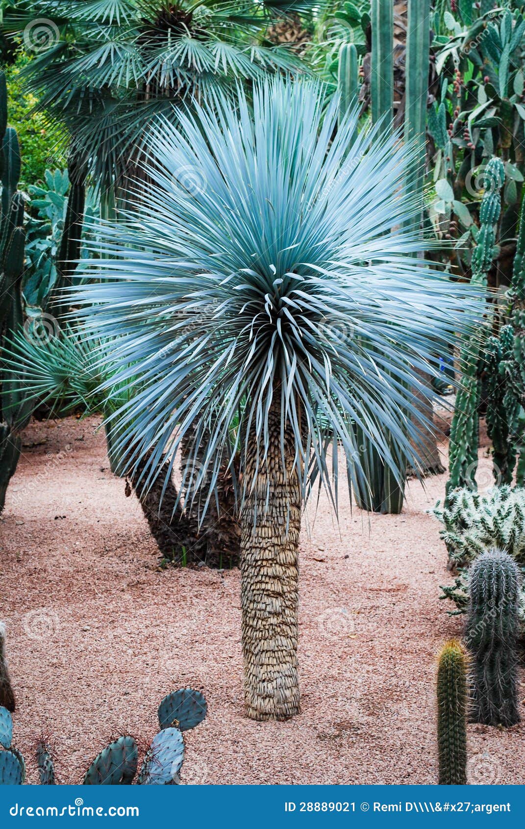 Yucca Rostrata stock image. Image of foilage, rostrata - 28889021