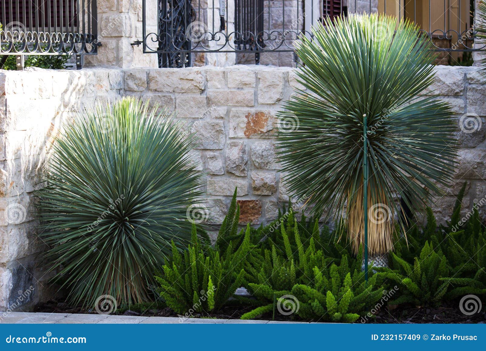Yucca Rostrata Also Called Beaked Yucca Stock Image - Image of heather ...