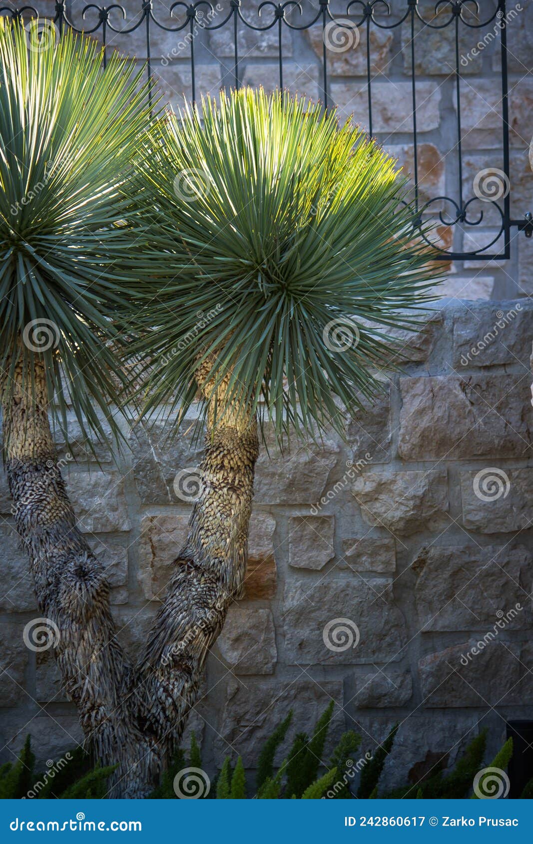Yucca Rostrata Also Called Beaked Yucca Stock Image - Image of leaf ...
