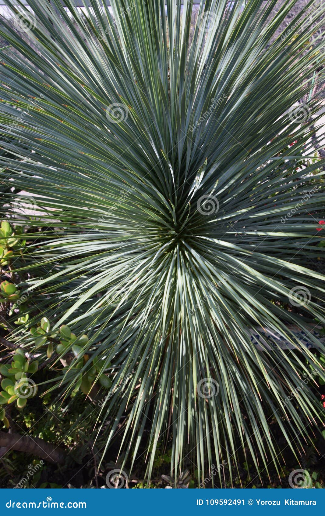 Yucca rostrata stock image. Image of tree, natural, rostrata - 109592491