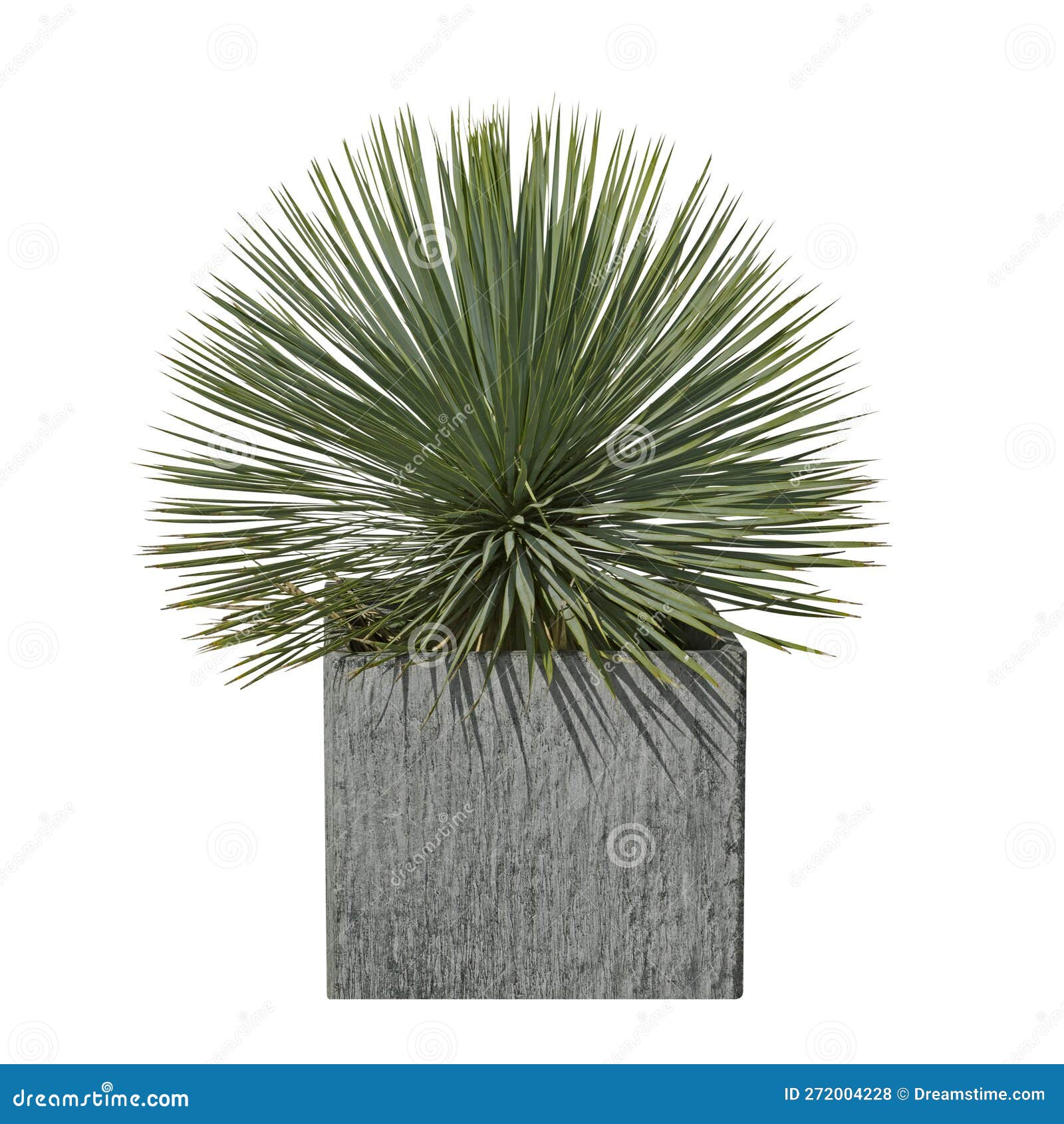 Yucca rostrata in pot stock photo. Image of lawn, tree - 272004228