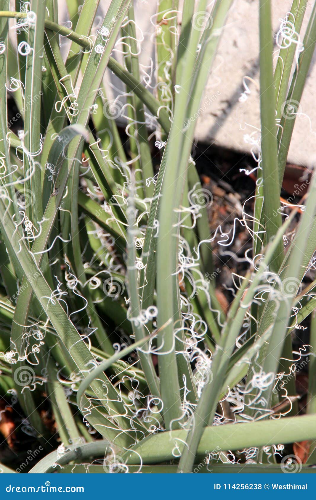 Yucca Rouge, Yucca De Colibri, Parviflora De Hesperaloe Photo stock ...