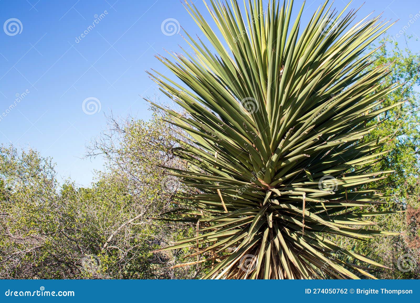 Yucca Spanish Dagger in the Texas Hill Country Stock Photo - Image of ...