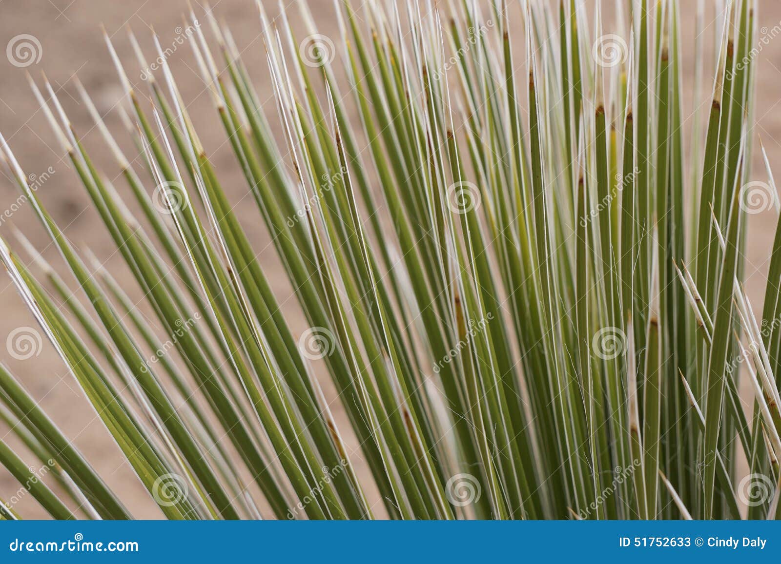 Yucca spikes stock image. Image of yucca, spikes, outdoor - 51752633