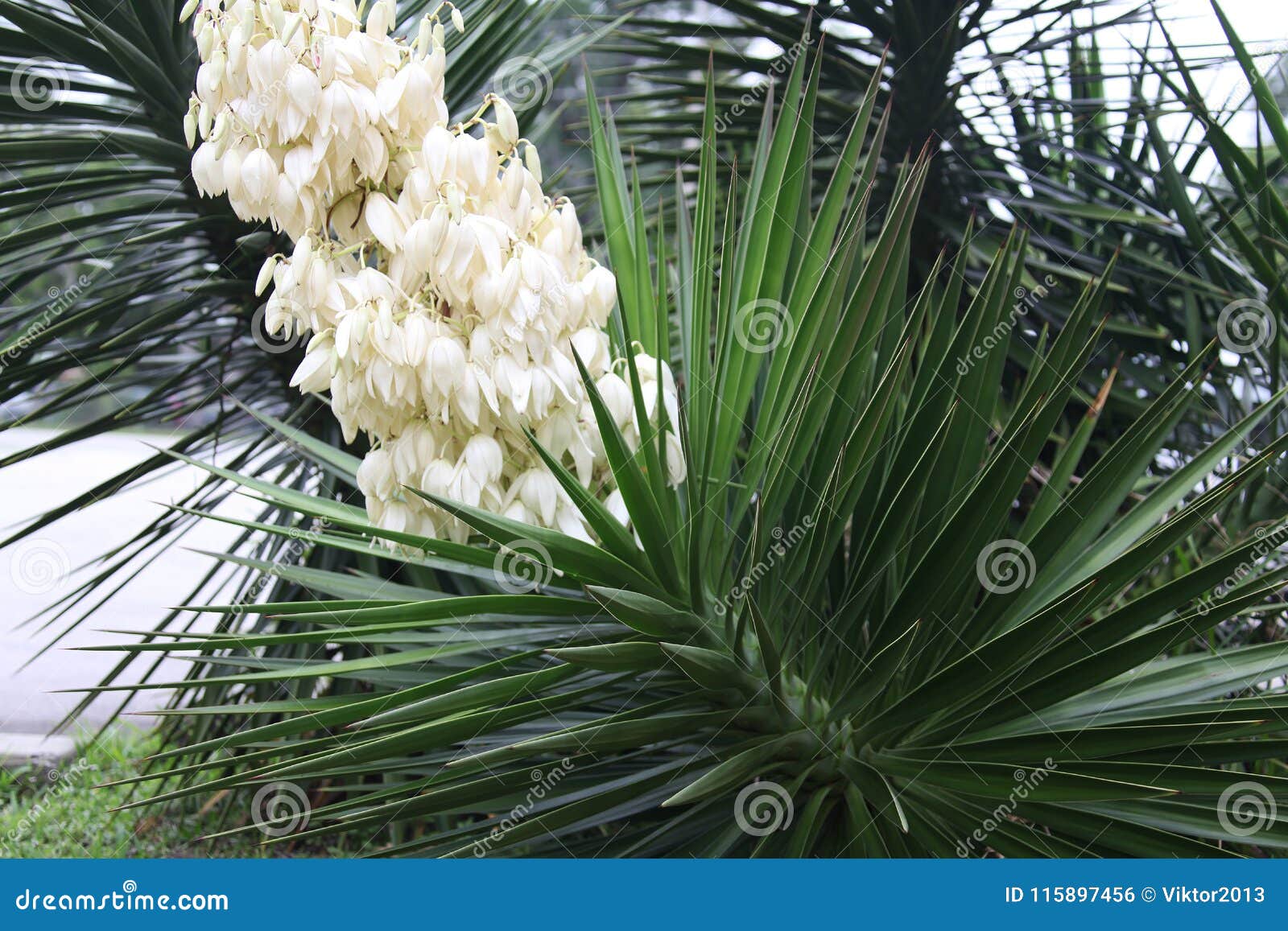 Yucca stock photo. Image of nature, bush, bulb, natural - 115897456