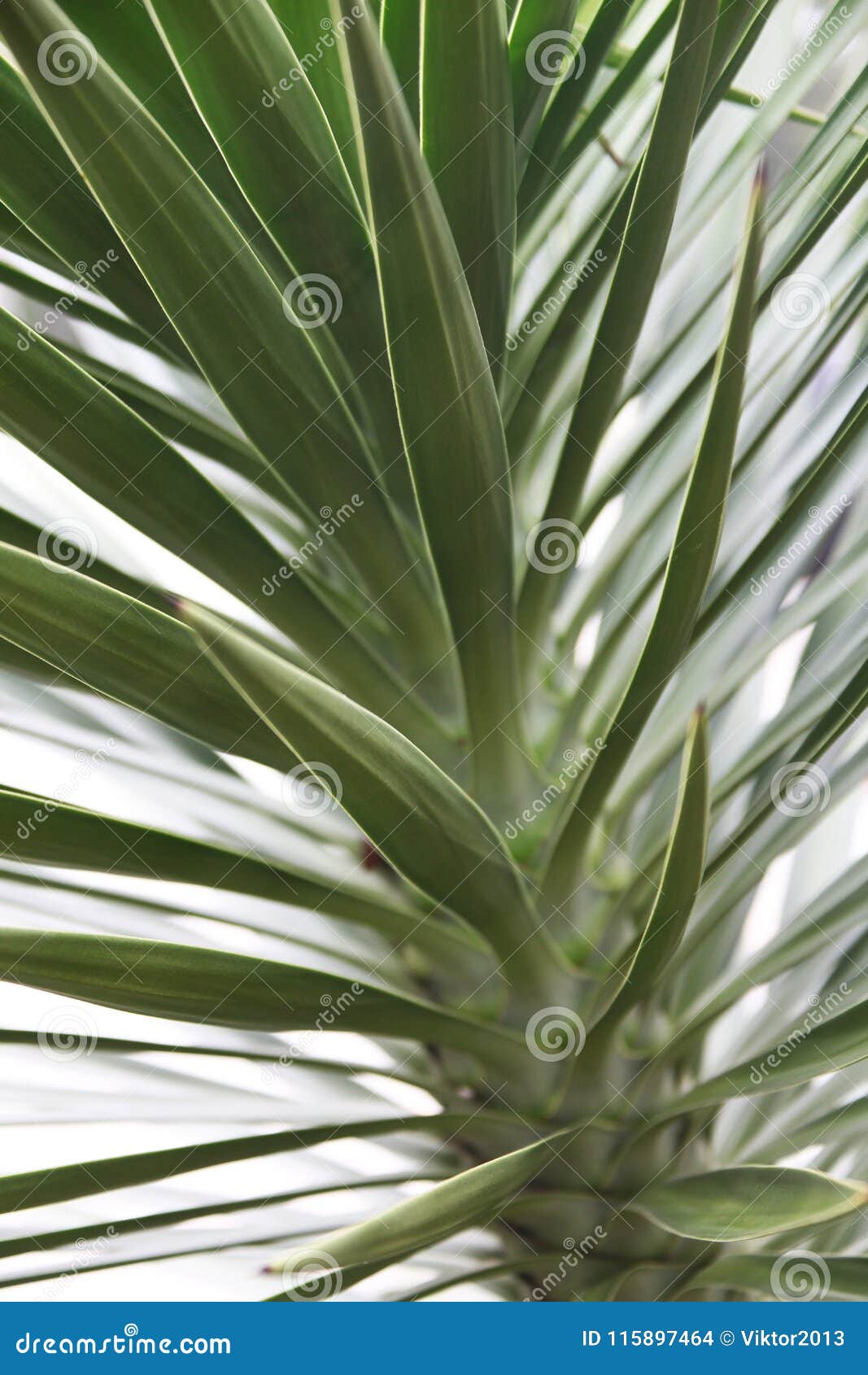 Yucca stock photo. Image of garden, blooming, bulb, natural - 115897464