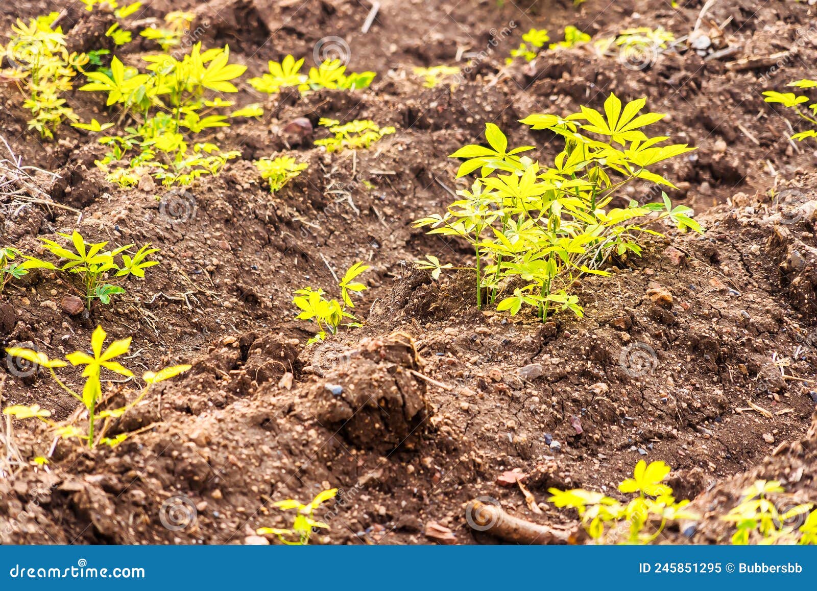 Yucca Sprouts Growing on the Ground in Thailand Stock Image - Image of ...