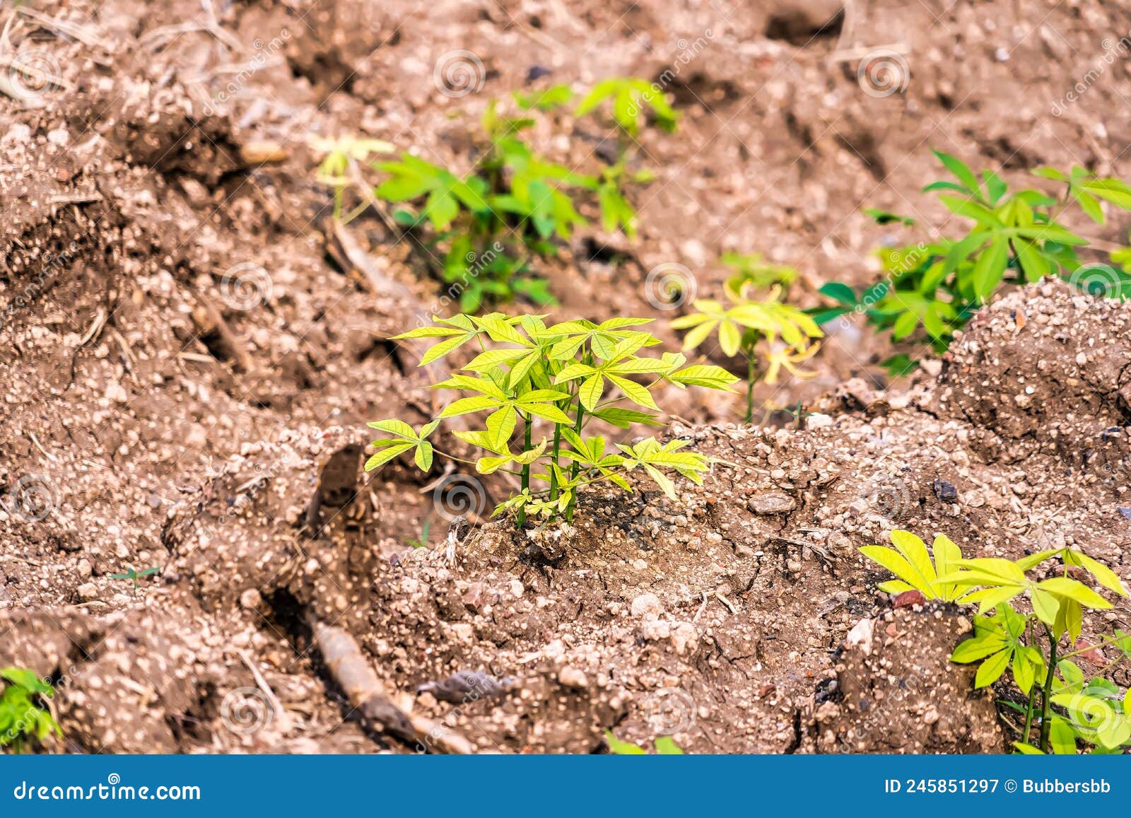 Yucca Sprouts Growing on the Ground in Thailand Stock Image - Image of ...