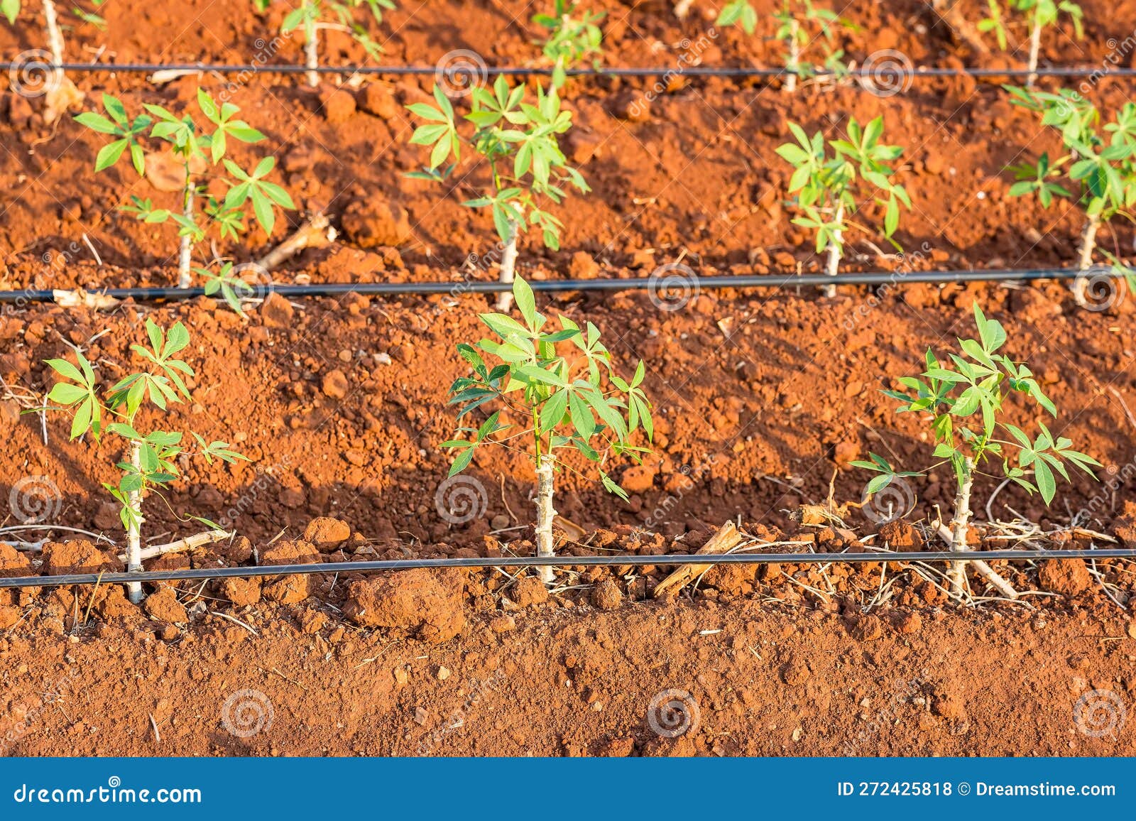 Yucca Sprouts Growing on the Ground in Thailand Stock Photo - Image of ...