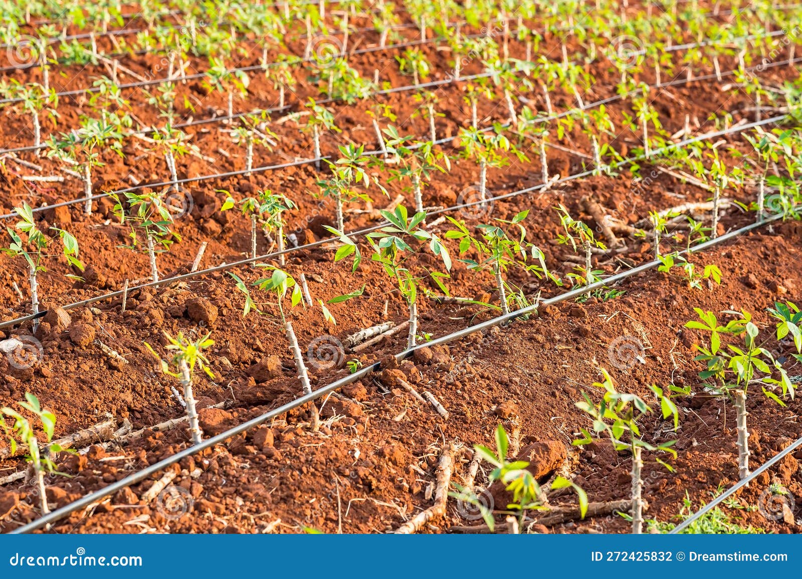 Yucca Sprouts Growing on the Ground in Thailand Stock Photo - Image of ...