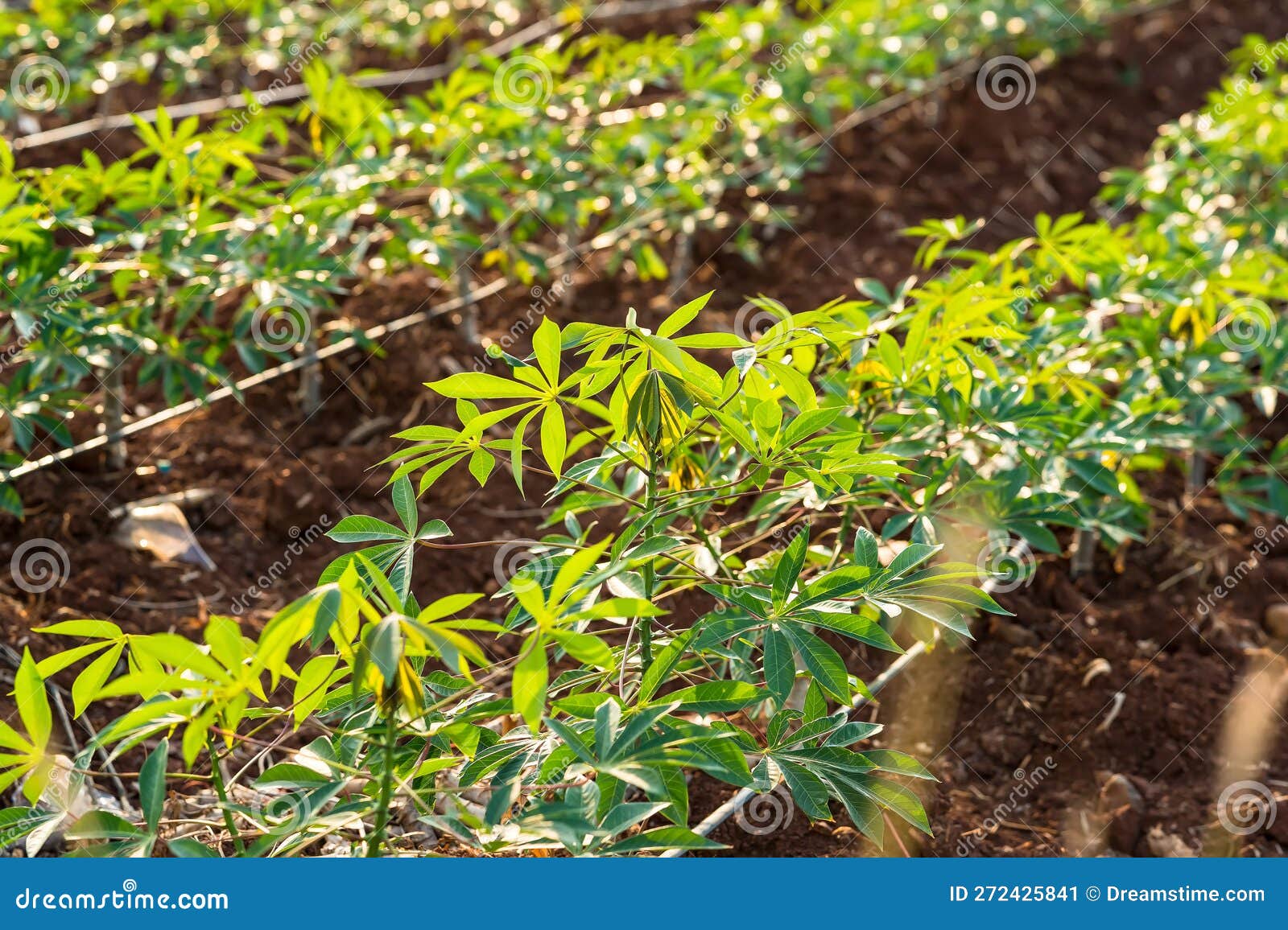 Yucca Sprouts Growing on the Ground in Thailand Stock Image - Image of ...