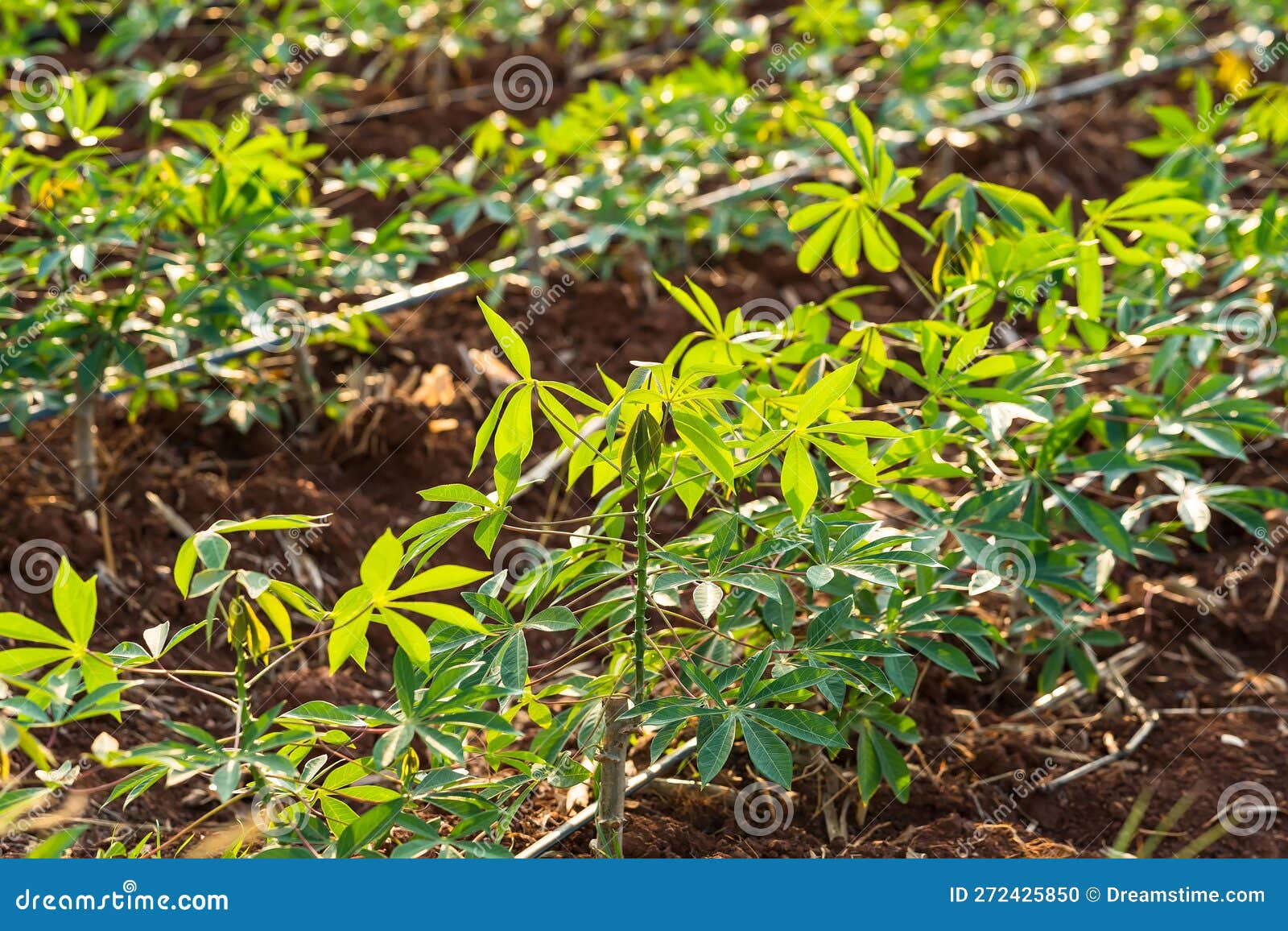 Yucca Sprouts Growing on the Ground in Thailand Stock Photo - Image of ...