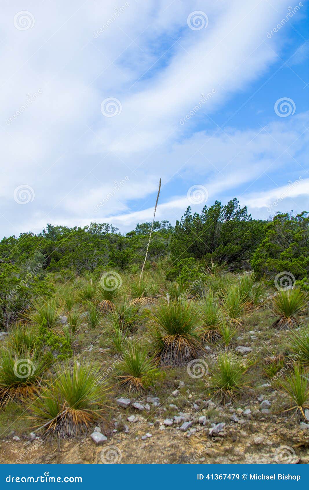 Yucca stalk stock image. Image of cactus, seed, tree - 41367479