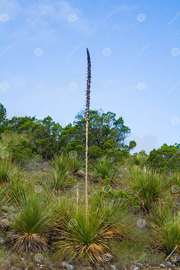 Yucca stalk stock image. Image of cactus, outlined, tree - 41367477