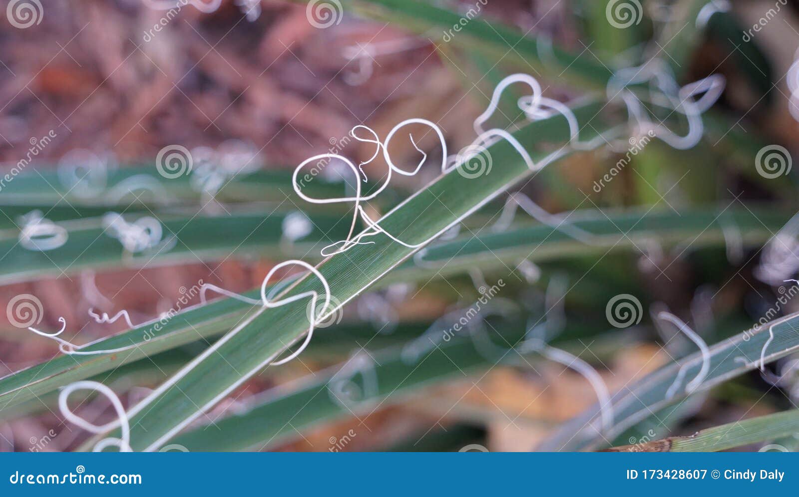 Yucca stems stock image. Image of white, potted, stalk - 173428607