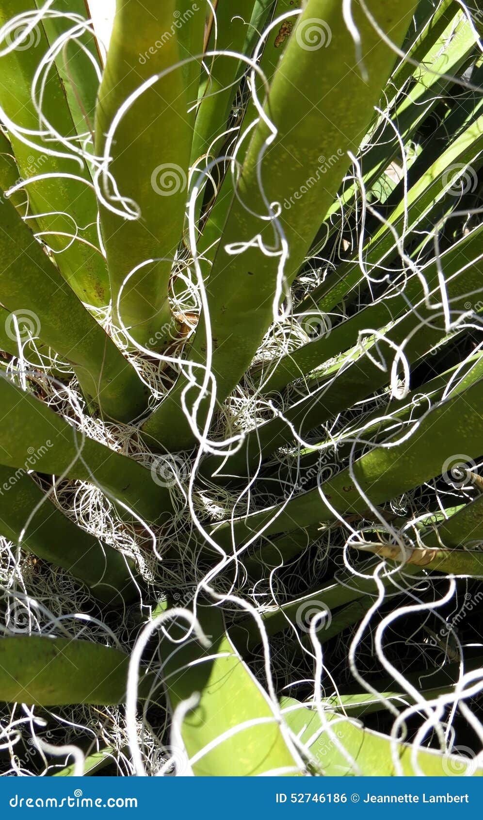 Yucca threads stock photo. Image of spear, color, cactus - 52746186