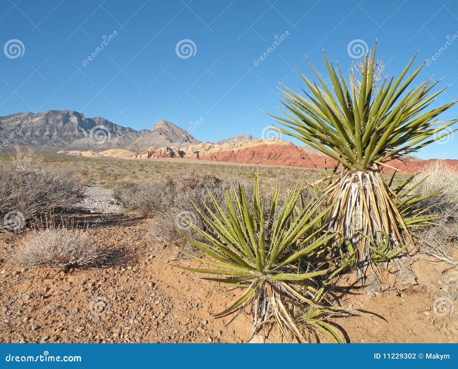 Yucca Tree stock photo. Image of desert, landscape, hike - 11229302